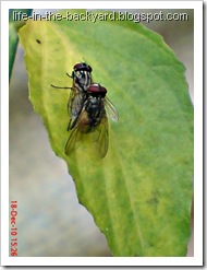 House Fly ( Musca domestica ) Mating – Lalat Rumah Kawin